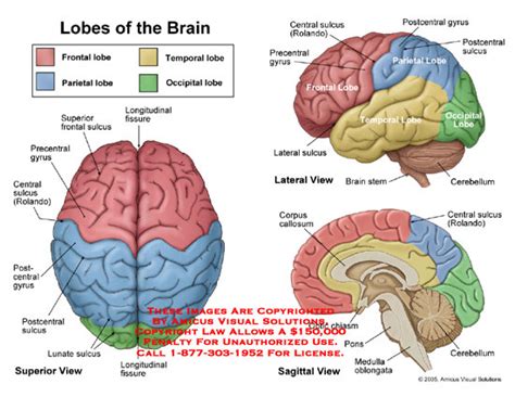 Amicus Illustration Of Amicusanatomylobebrainfrontalparietal