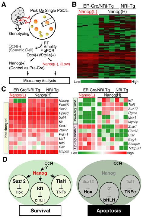 Single Cell Microarray Analysis Of E105 Er Crenri Tg Pgcs A Scheme