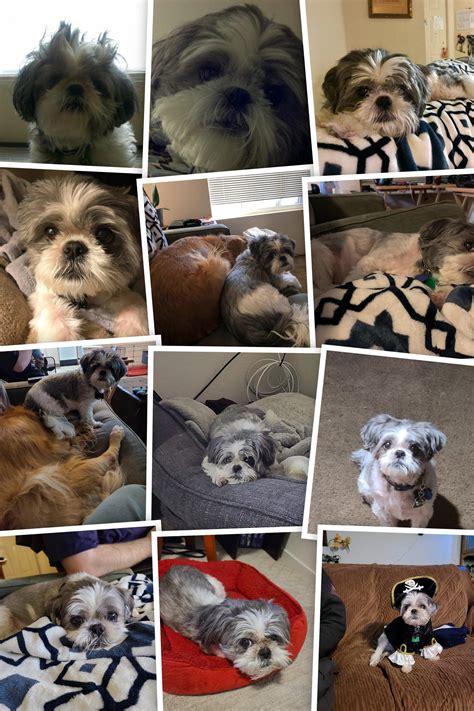 6828 best r/shihtzu images on Pholder | I had to share this picture of ...