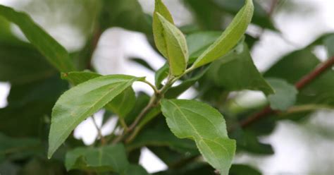 Malus Dolgo 8 10 Ho Appeltern Adventure Gardens