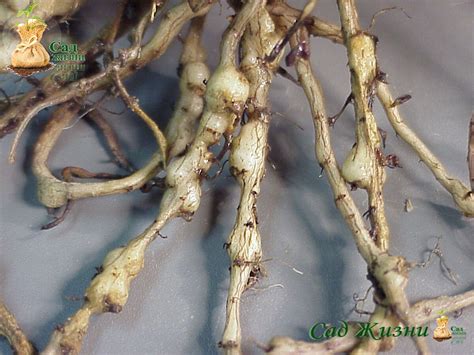 Что такое НЕМАТОДА и как она поражает растения Сад Жизни Дзен