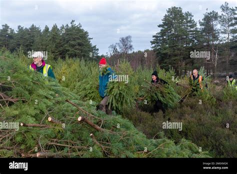 Removing Invasive Trees Hi Res Stock Photography And Images Alamy
