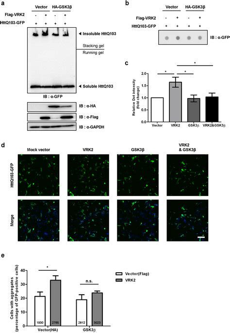 Overexpression Of Gsk3β Suppresses Polyq Expanded Htt Aggregation A Download Scientific