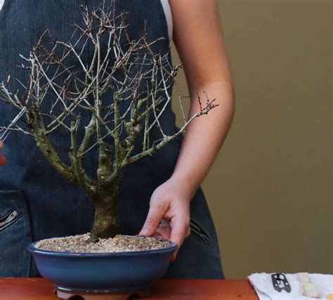 Bonsai Pruning Techniques Crafting Balance And Elegance Bonsai Nursery