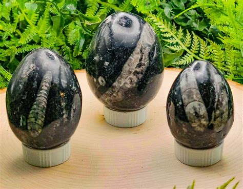 Orthocerus Fossil Eggs Rsmgallery