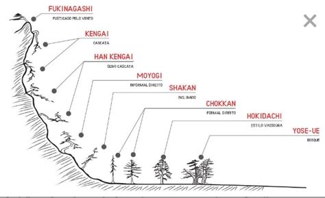 Estilos Bonsai Imgur