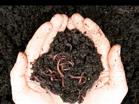 Compost Accelerator Microbes Boost Composting Efficiency With