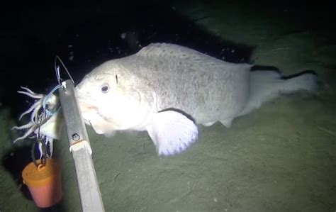 Subcs Autonomous Imaging Drives Critical Data Collection In The