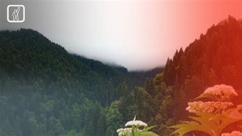 რაჭის ტყეების რუსი ოლიგაქრისთვის გადაცემის სკანდალი და შეუსრულებელი ვალდებულებები Youtube