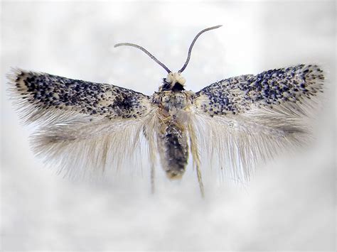 Moth Photographers Group Zimmermannia Bosquella
