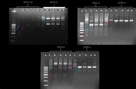 Rapd Analysis Carried Out Using Primer Opc 12 Opd 5 Opl 5 Opm 3