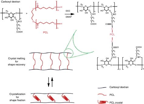 Figure 1 From Porous Shape Memory Scaffold Of Dextran And