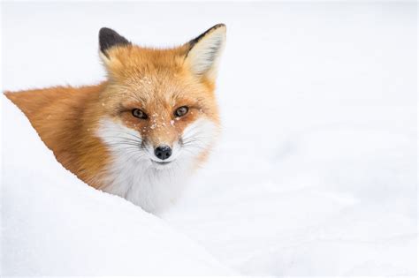 File Type Detection Apache Tika Apache Tika Is A Useful Open Source By Eric Fossas Medium