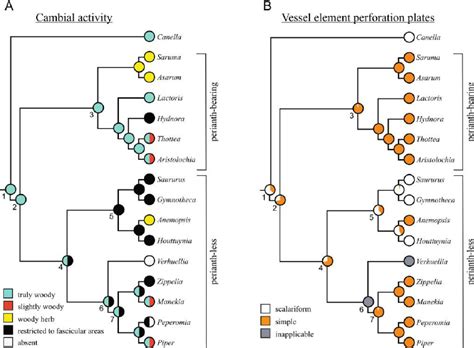 Ancestral Character State Reconstructions Of Piperales A Maximum