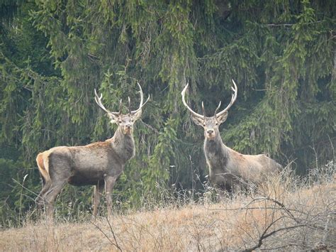World Wildlife Day Wild Animals Still Roam In Romanias Forests