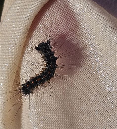 Cranberry Scouting Notes False Blossom Bnlh Range Spongy Moth Wisconsin Fruit