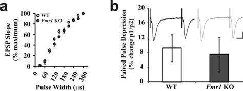Normal Basal Synaptic Transmission And Short Term Plasticity In Fmr1 Ko Download Scientific