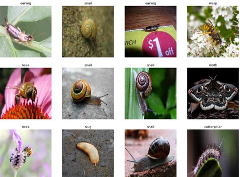GitHub Swarna Agricultural Pest Classification