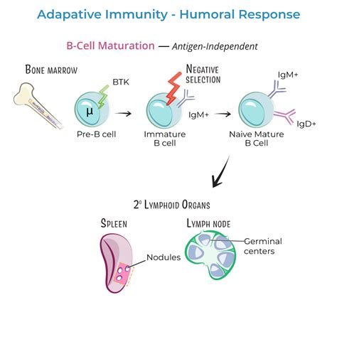 Clinical Pathology Glossary Adaptive Immunity Humoral Response Ditki Medical And Biological