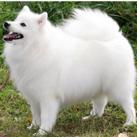 Японский шпиц описание породы фото и стоимость щенков характер и размеры