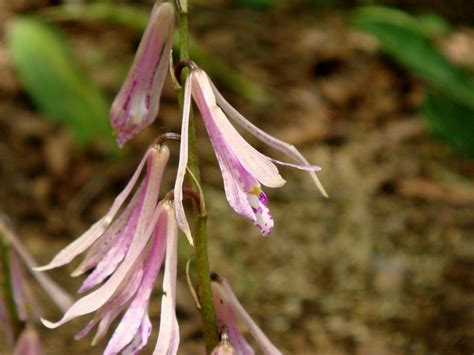 Cremastra Appendiculata D Don Makino