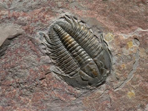 Cambrian Period National Geographic National Geographic