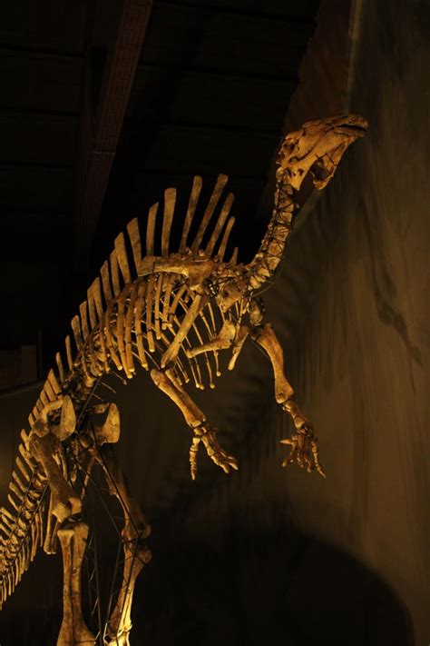 Ouranosaurus Nigeriensis Skeleton From Natural History Museum In Venice