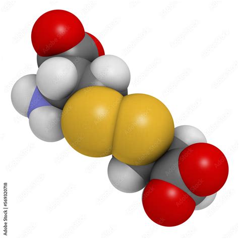 Cystine Molecule Oxidized Dimer Of The Amino Acid Cysteine 3d
