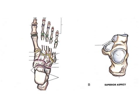Right Foot And Calcaneus Quiz