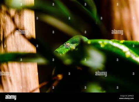 A Selective Shot Of A Green Tree Python Morelia Viridis Stock Photo Alamy