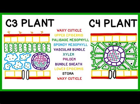 C3 C4 And Cam Plants