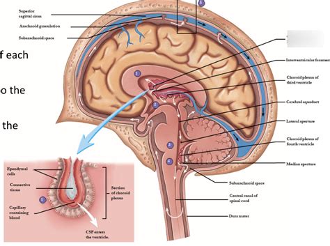 5 Csf Flow And Gen Info Diagram Quizlet