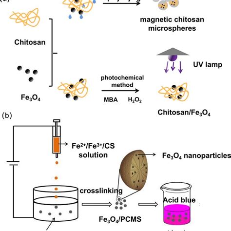 Schematic Diagram Of Magnetic Chitosan Synthesized By A Spray Drying Download Scientific