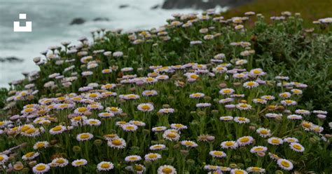 낮에는 수역 근처의 푸른 잔디밭에 흰색과 노란색 꽃이 피었습니다 사진 Unsplash의 무료 회색 이미지