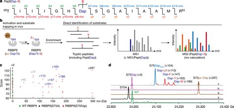 Identifying Rbbp9dap75 Conjugates A The Dap Containing Tryptic Identifying Rbbp9dap75 Conjugates A The Dap Containing Tryptic