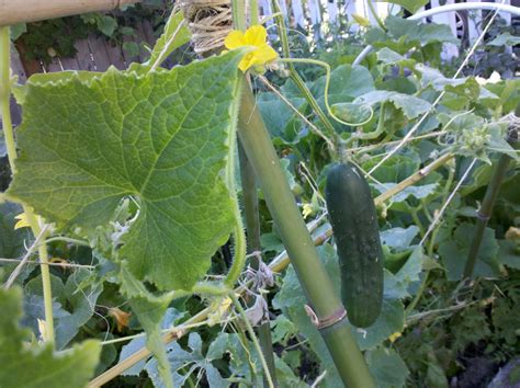 Whispering Seeds Its Cucumber Time