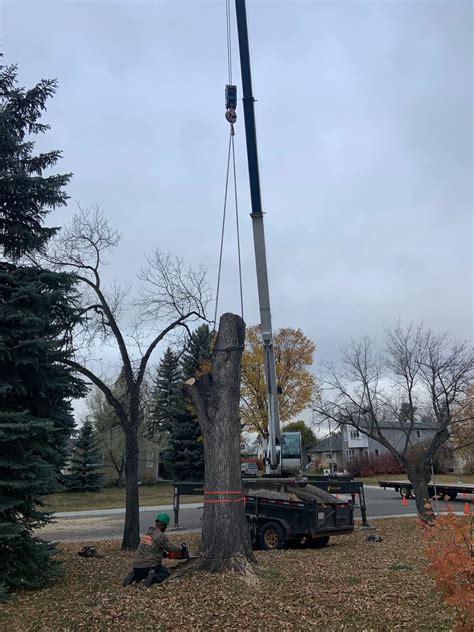 10 Best Tree Trimming Services In Edmonton
