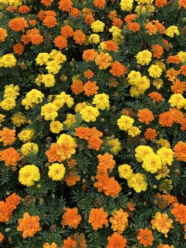 58歳の夏 帯状疱疹闘病中1 広い空。優しい空。