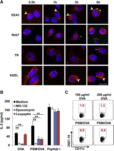 Antigen Presentation Of Psm Loaded Ova A Subcellular Transport Of