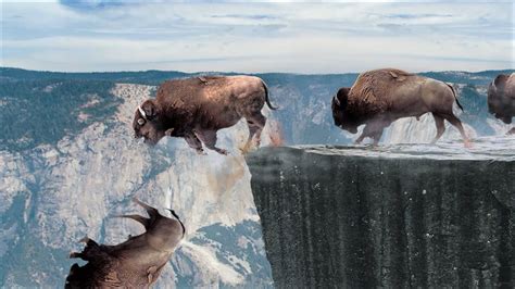 Bison Running Off Cliff