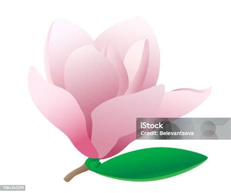 피는 분홍색 목련의 벡터 드로잉 봄 꽃의 사실적인 이미지 벡터 Eps 10 0명에 대한 스톡 벡터 아트 및 기타 이미지 0명 3차원 형태 개념 Istock