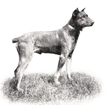 Dobermannpinscher Images – Browse 1 Stock Photos, Vectors, and Video ...