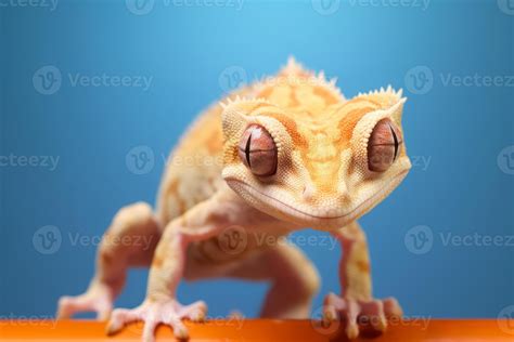 Very Cute Crested Gecko In Nature National Geography Wide Life