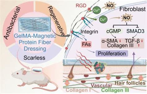 磁性纳米致动器 蛋白质纤维涂层水凝胶敷料，用于平衡皮肤伤口愈合和组织再生 Acs Nano X Mol