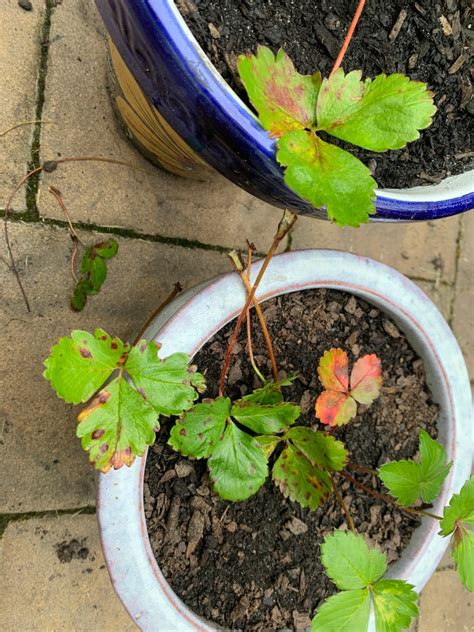 딸기 잎이 단풍에 검은점 지식in