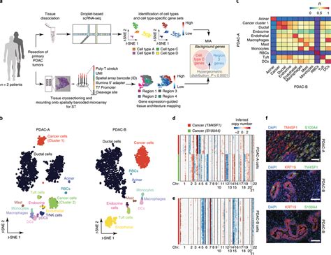 Integrating Microarray Based Spatial Transcriptomics And Single Cell Rna Seq Reveals Tissue