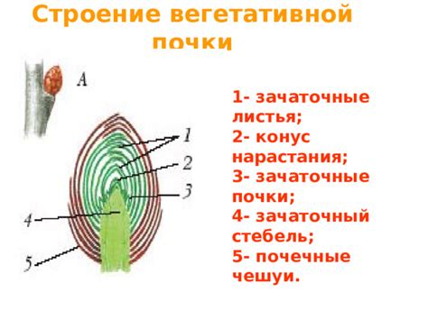 Побег и почки. Строение почки.