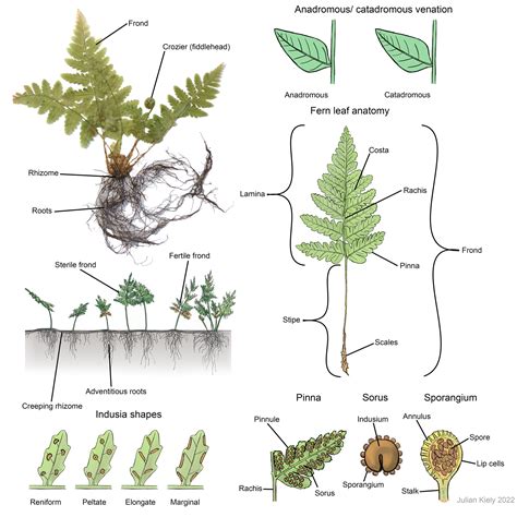 Pteridophytes Structure