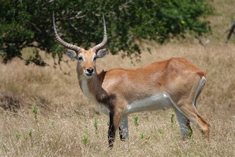Red Lechwe Hunts In Texas Cotton Mesa Whitetails Texas