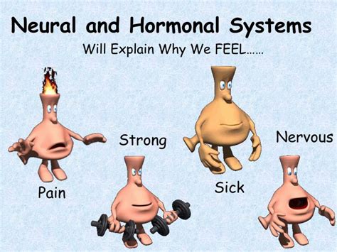ppt neural and hormonal systems powerpoint presentation free